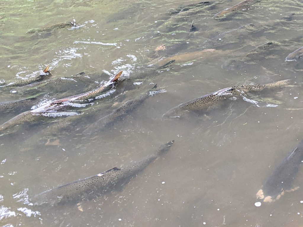 Project opens habitat to wild fish - KMUN